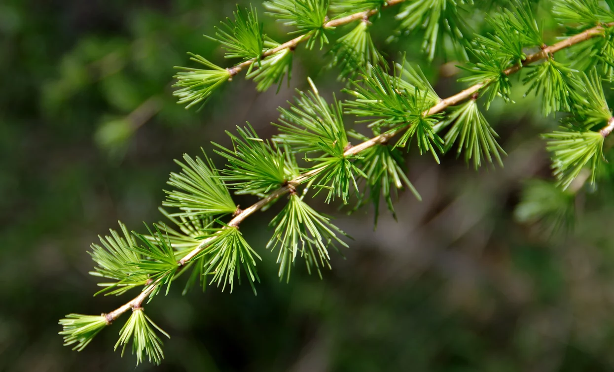 Scent of larch: the collection of turpentine, Val di Sole Trentino